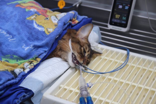 Zahnerkrankungen Zahnstein bei Hund und Katze - Zahnheilkunde im ...